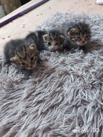 Кошка котята кошки кошечка котенок