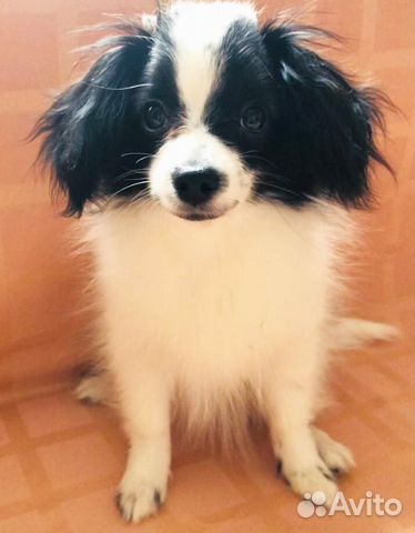 Щенки папийона