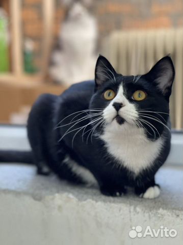 Котик Барсик 8 месяцев