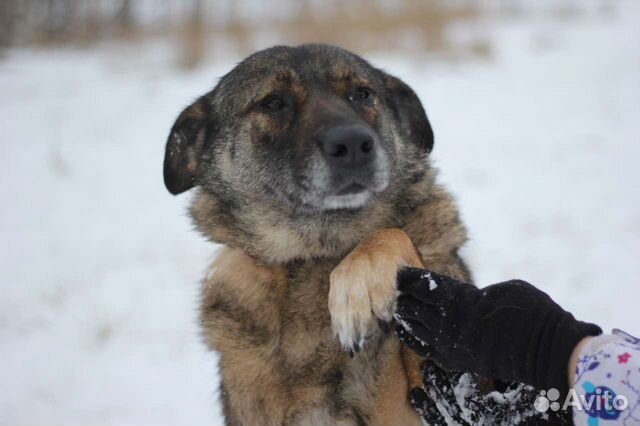 Дунька ищет дом