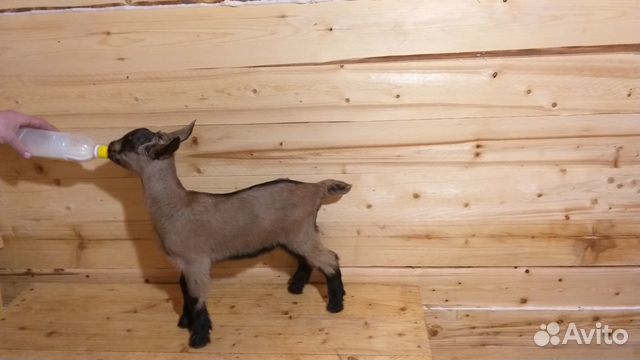 Альпийские козы