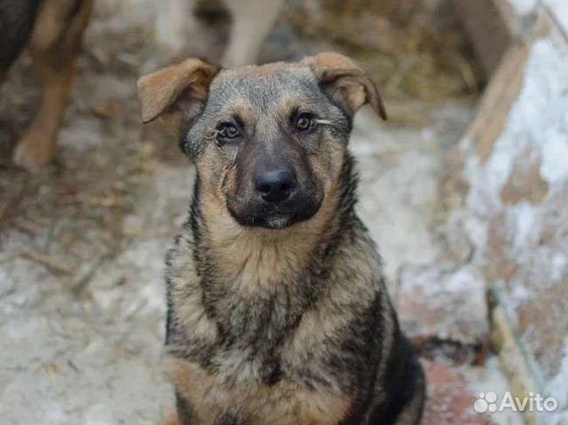 Спасите больного щеночка