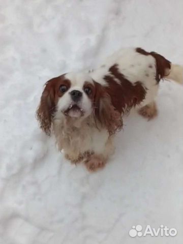 Кавлер Кинг Чарльз кобель в добрые руки