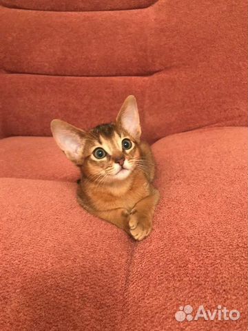 Абиссинский котенок