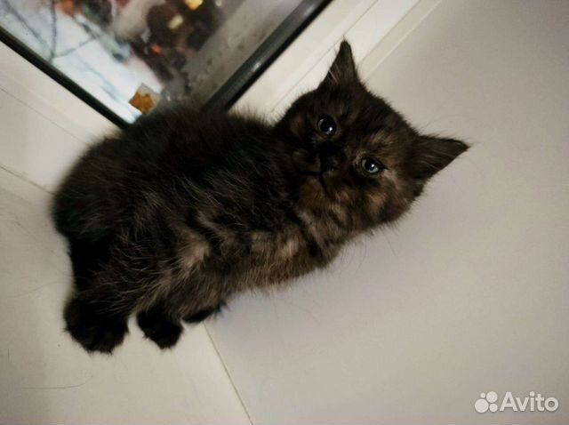 Котёнок в дар