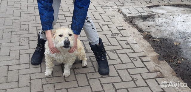Отдается в надежные и заботливые руки собака