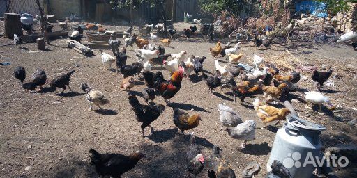 Продаю домашних кур и петухов