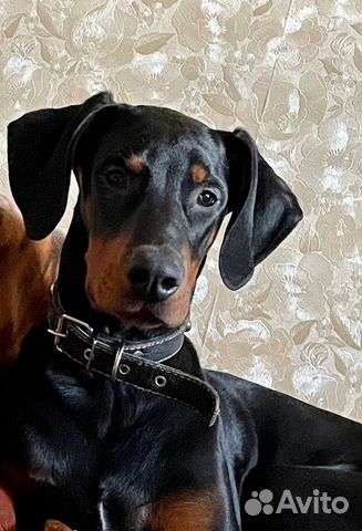 Доберман с прививкой / паспортом