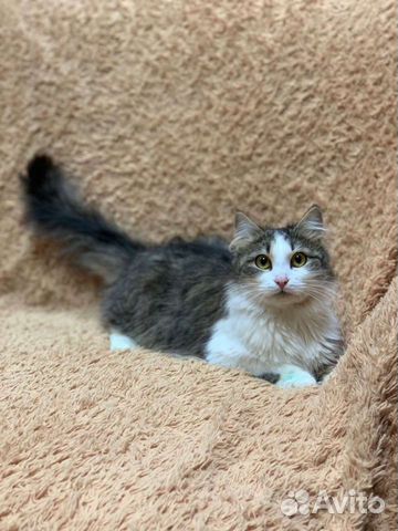 Кошка