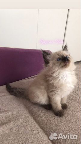 Невский маскарадный медвежонок. Мальчик