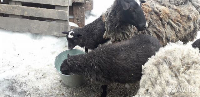 Ягнята Романовской породы