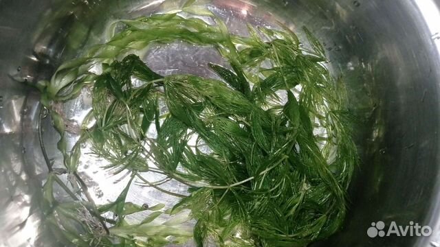 Аквариумное растение поделюсь