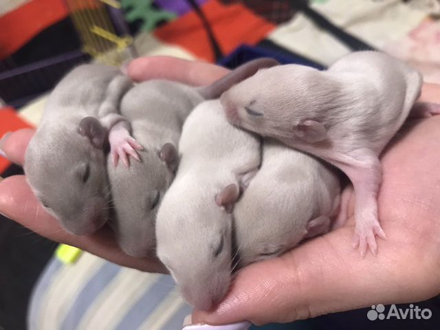 Крысята девочки дамбо