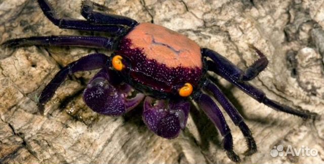 Крабы вампиры