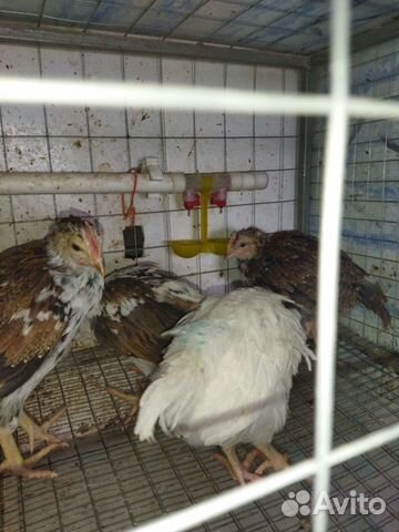 Петушки молодые