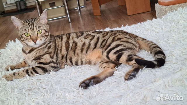 Чистокровная бенгальская кошка