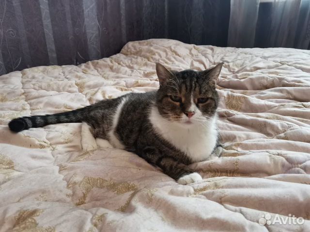 Кот в добрые руки