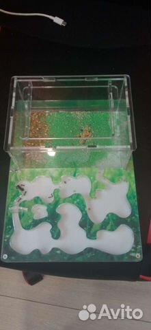 Муравьиная ферма с муравьями