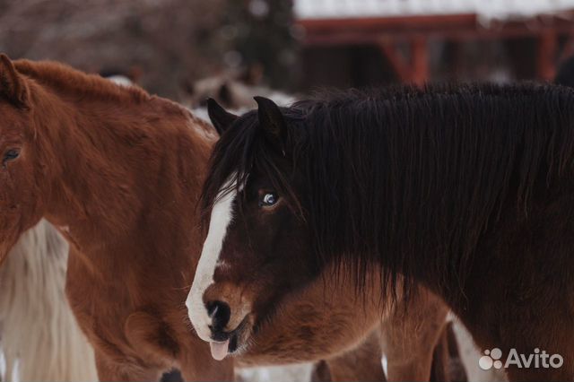 Упряжной мерин