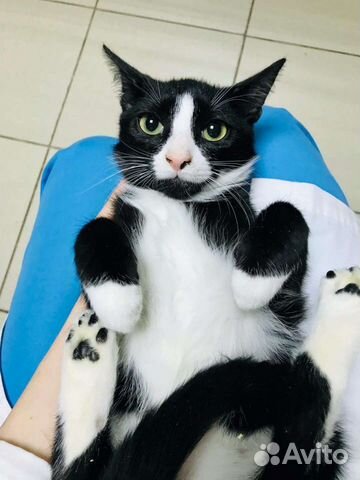Котенок во фраке с черными пятками
