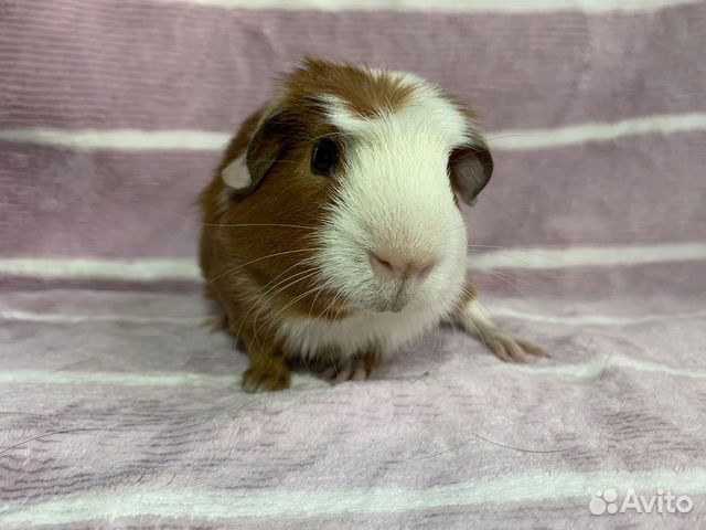Морская свинка цветной крестед