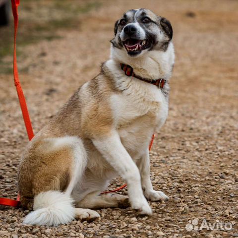 Небольшая, ласковая и спокойная девочка в приюте
