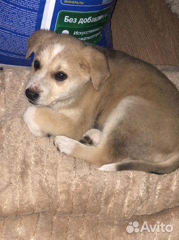 Щенок в добрые руки бесплатно