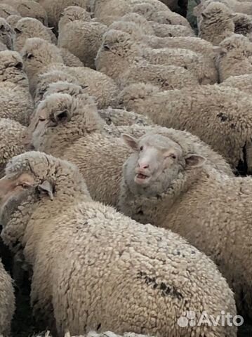 Ярка на развод