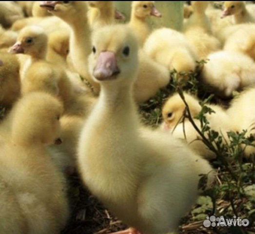 Гусята, муларды, черри велли