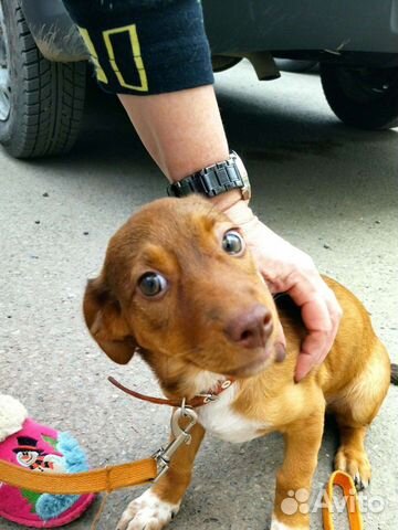 Собака в добрые руки