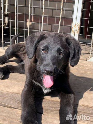 Щенок в добрые руки