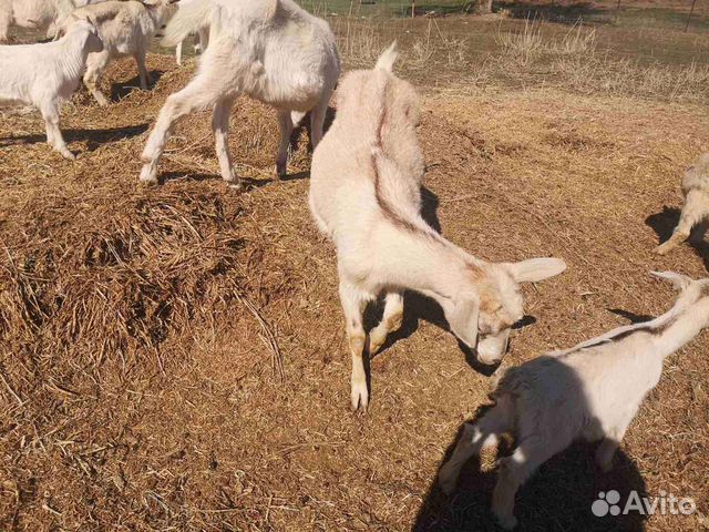 Зааненские козы