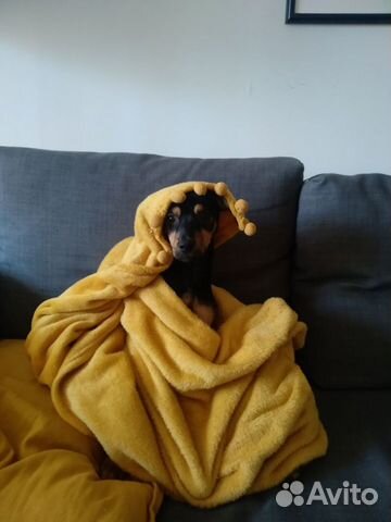 Отдам собаку в добрые руки