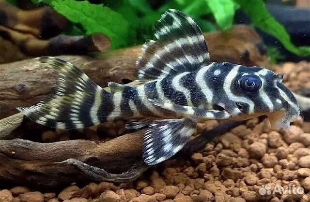 L сомы на заказ