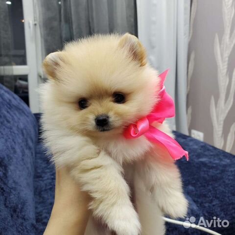 Померанский шпиц мини девочка