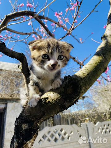 Вислоухие котята