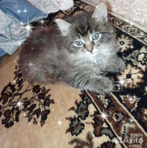 Котик мальчик лев. Есть особенности с туалетом