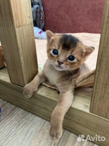 Абиссинская