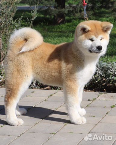 Акита ину 3 мес