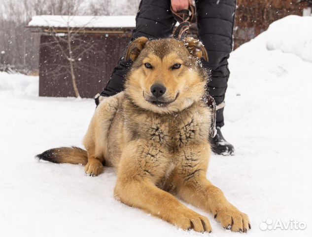 Собака подросток бесплатно
