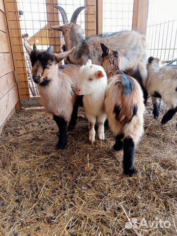 Козлята чешско-зааненские