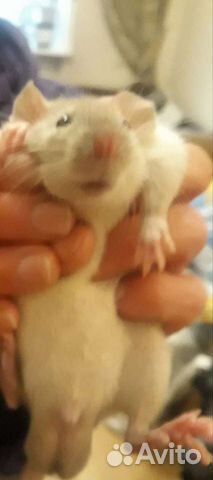 Крыса дамбо мальчик 1,5 месяца