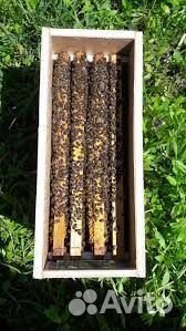 Пчелы карпатка