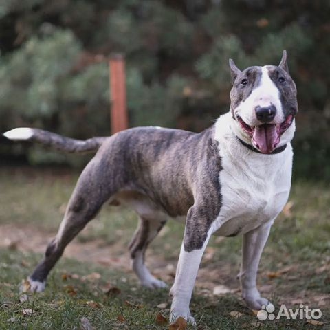 Бультерьер Джером в дар