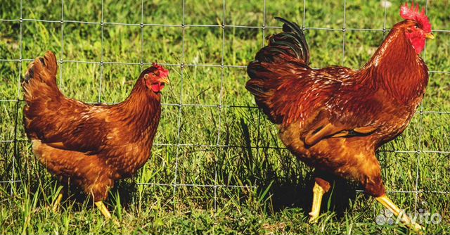 Цыплята Нью Гемпшир