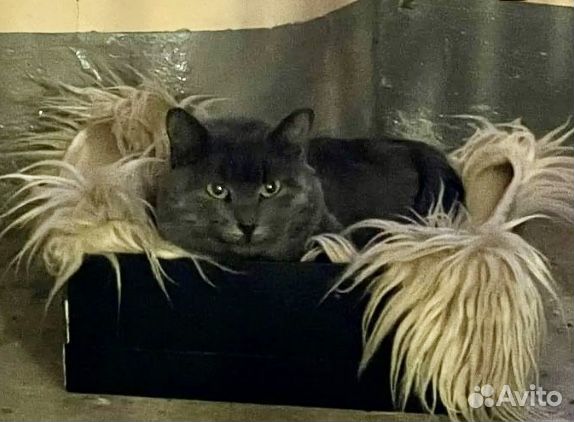 Кот Русская голубая выброшен в подъезд