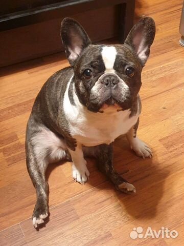 Французский бульдог
