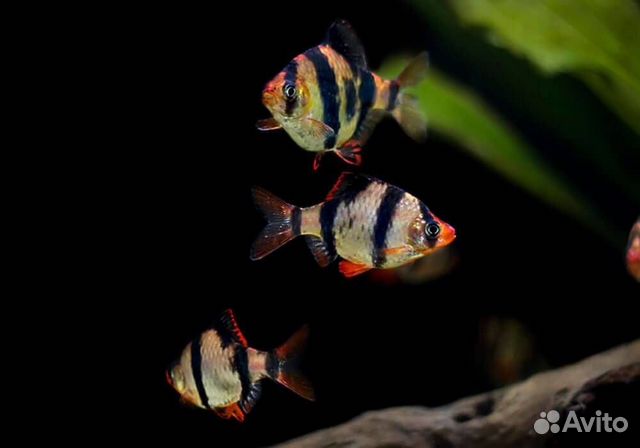 Барбус суматранский