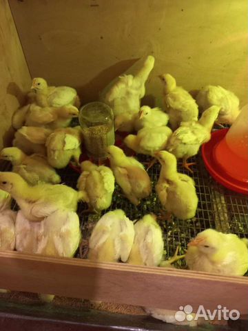 Цыплята бройлеры Кобб 500 Чехия