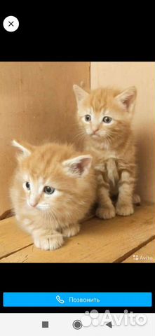 Возьму рыжего котенка